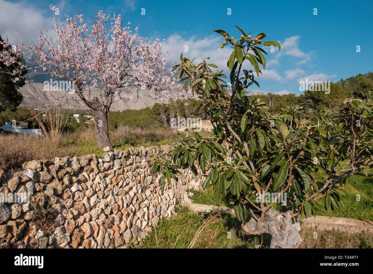 flowering almond trees and medlar trees in front of Sierra Bernia ...