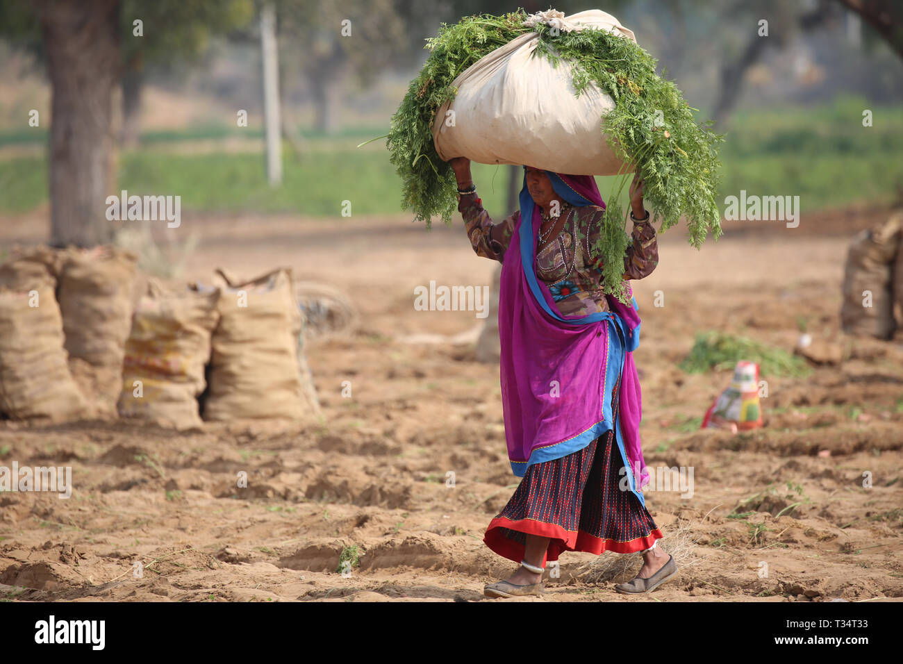 Indian farmers working in the field - landscape of Rajasthan - India ...