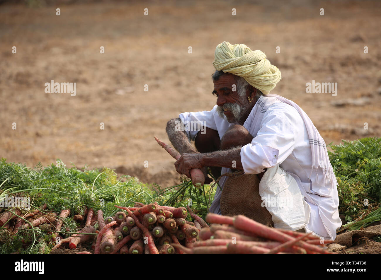 Indian farmers working in the field - landscape of Rajasthan - India ...