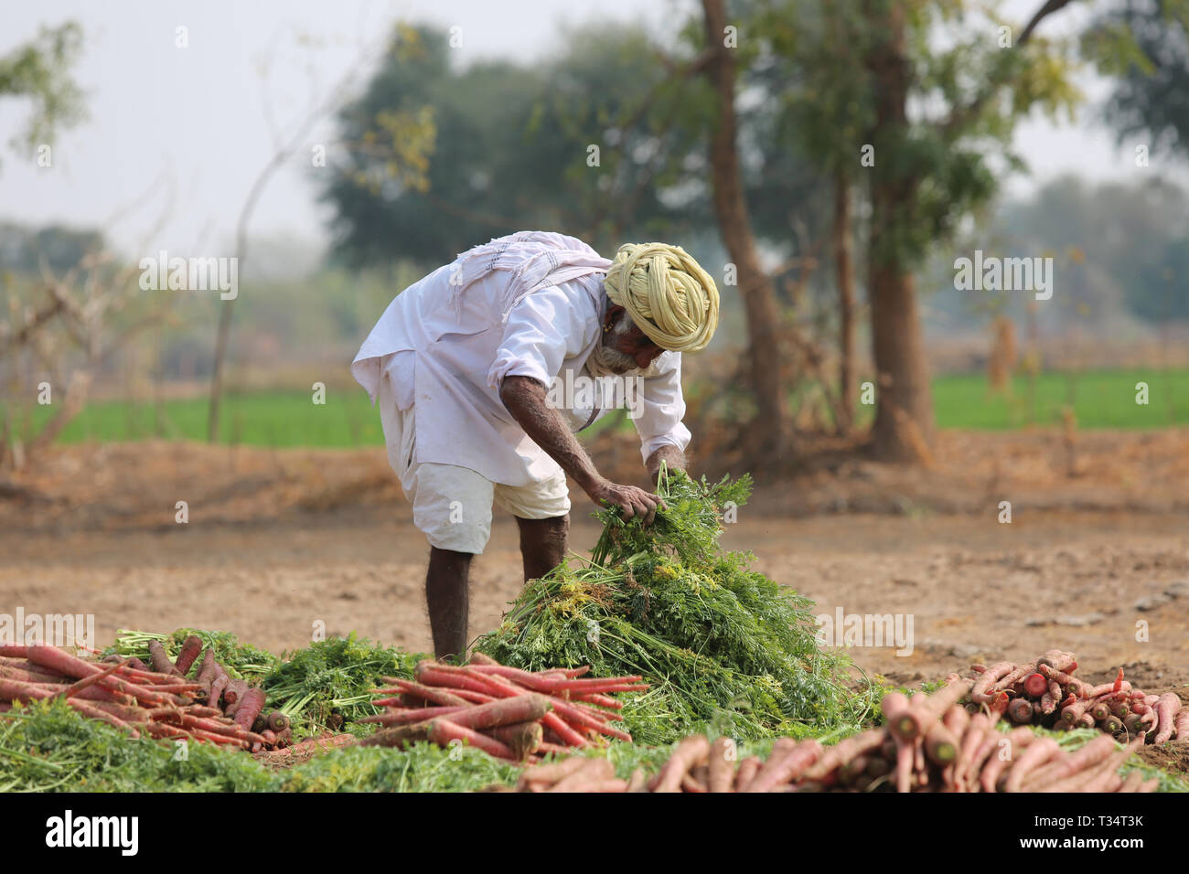 Farmers working in the field hi-res stock photography and images - Alamy