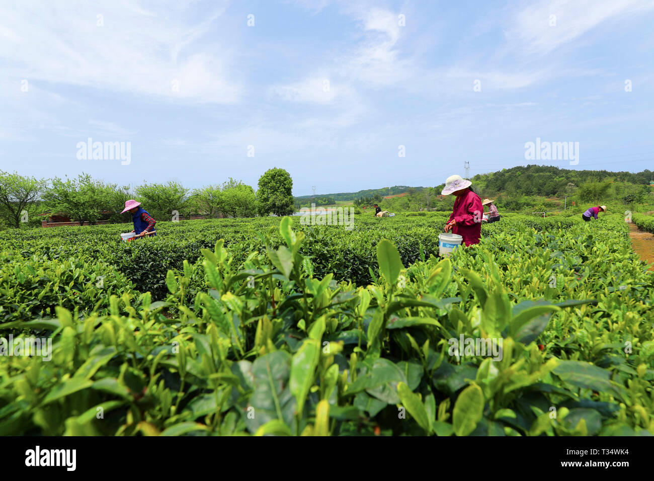 Ji'an, China's Jiangxi Province. 6th Apr, 2019. Farmers pick tea leaves ...