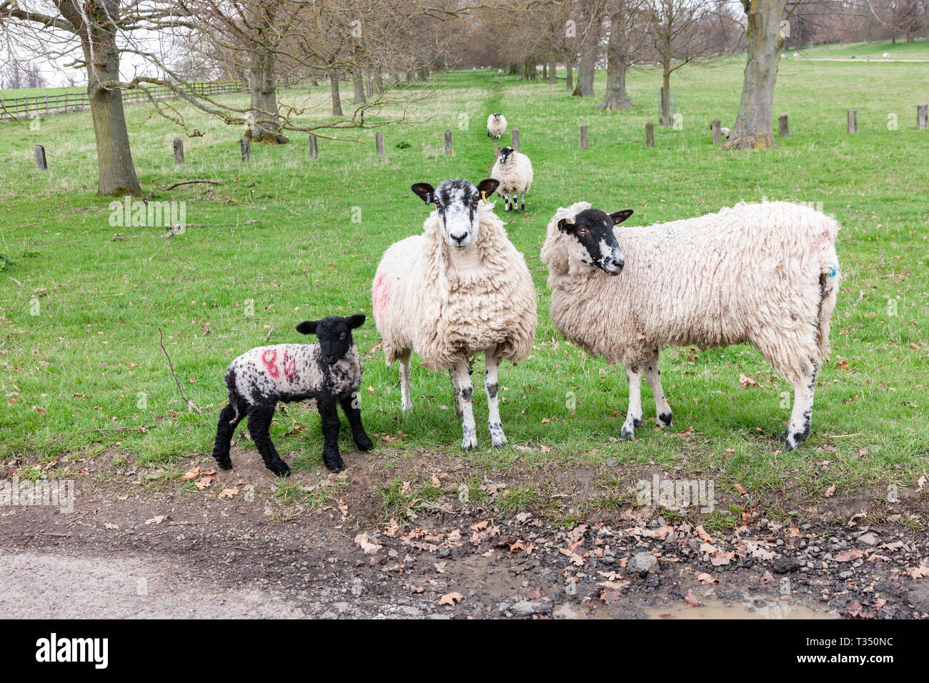 Mutton castle hi-res stock photography and images - Alamy