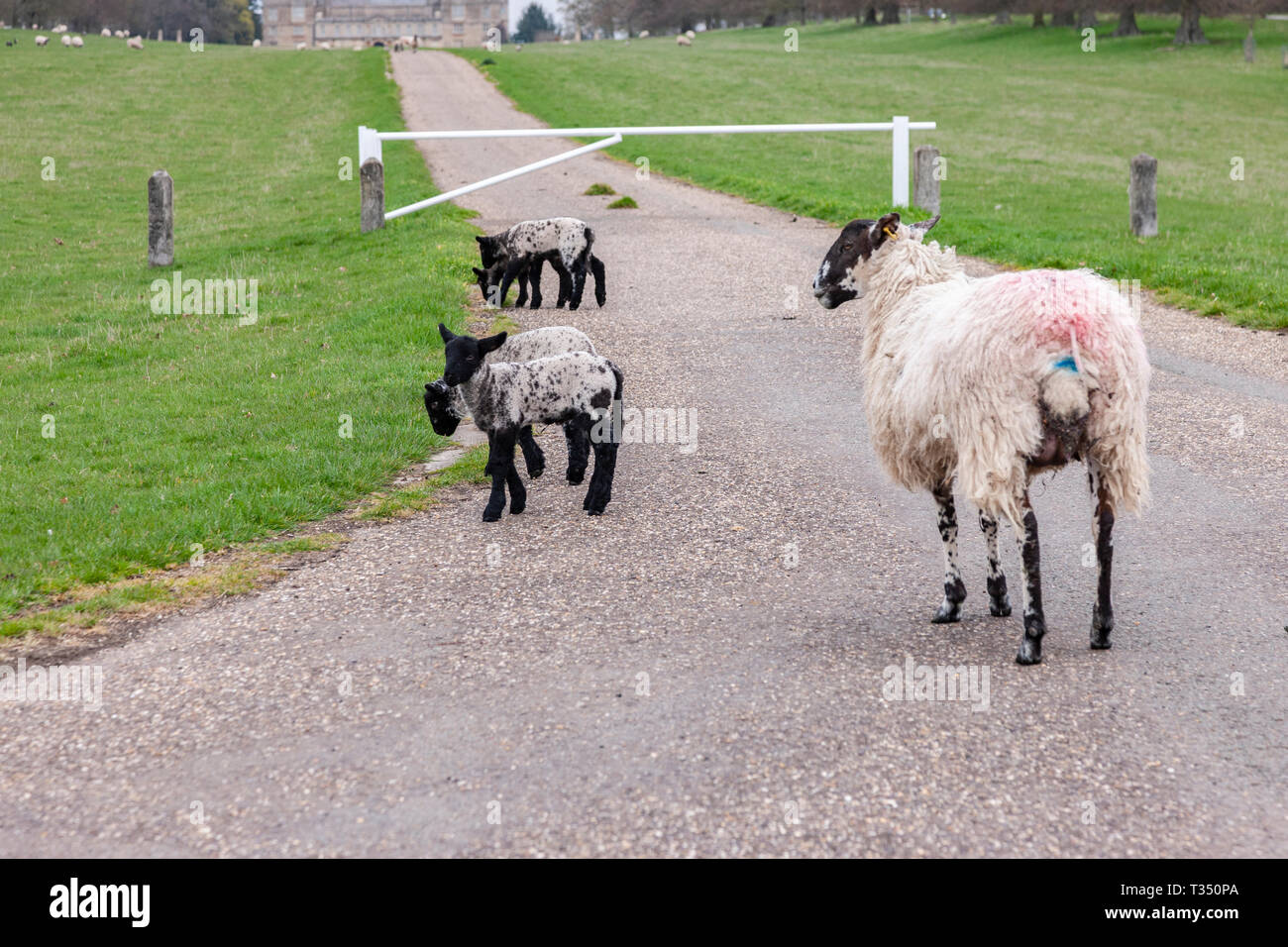 Mutton castle hi-res stock photography and images - Alamy