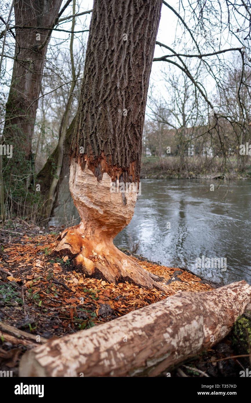 Hannover, Germany. 26th Mar, 2019. A tree gnawed at by a beaver stands ...