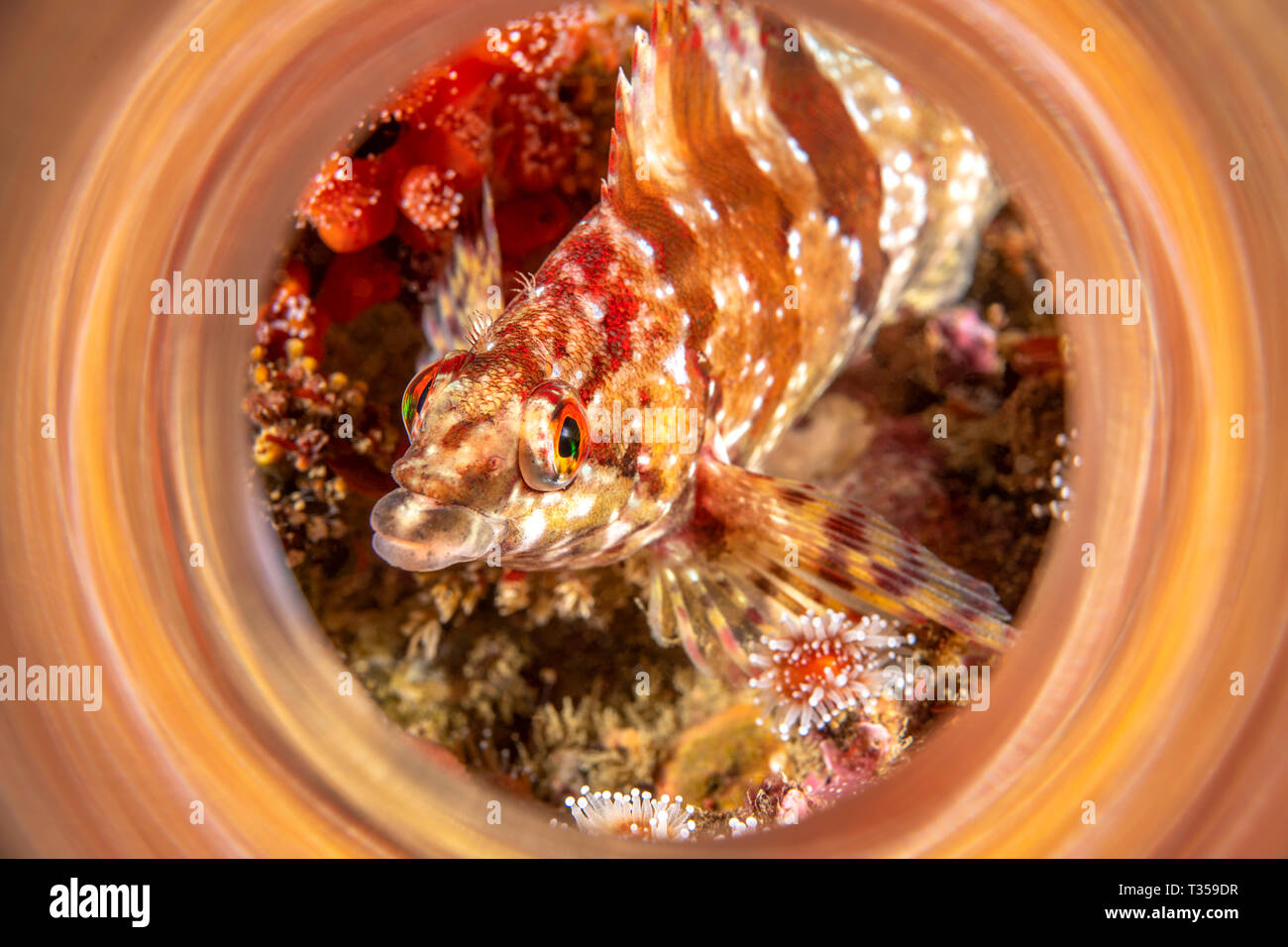 Tube Mouth Fish High Resolution Stock Photography and Images - Alamy