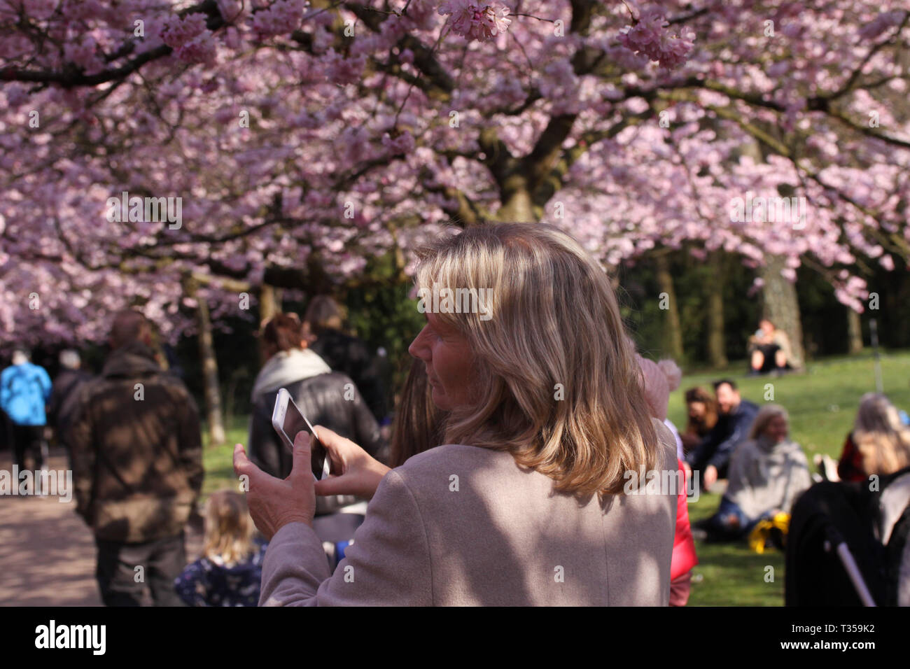 Pink cherry blossom trees with people enjoying the color explosion in a ...