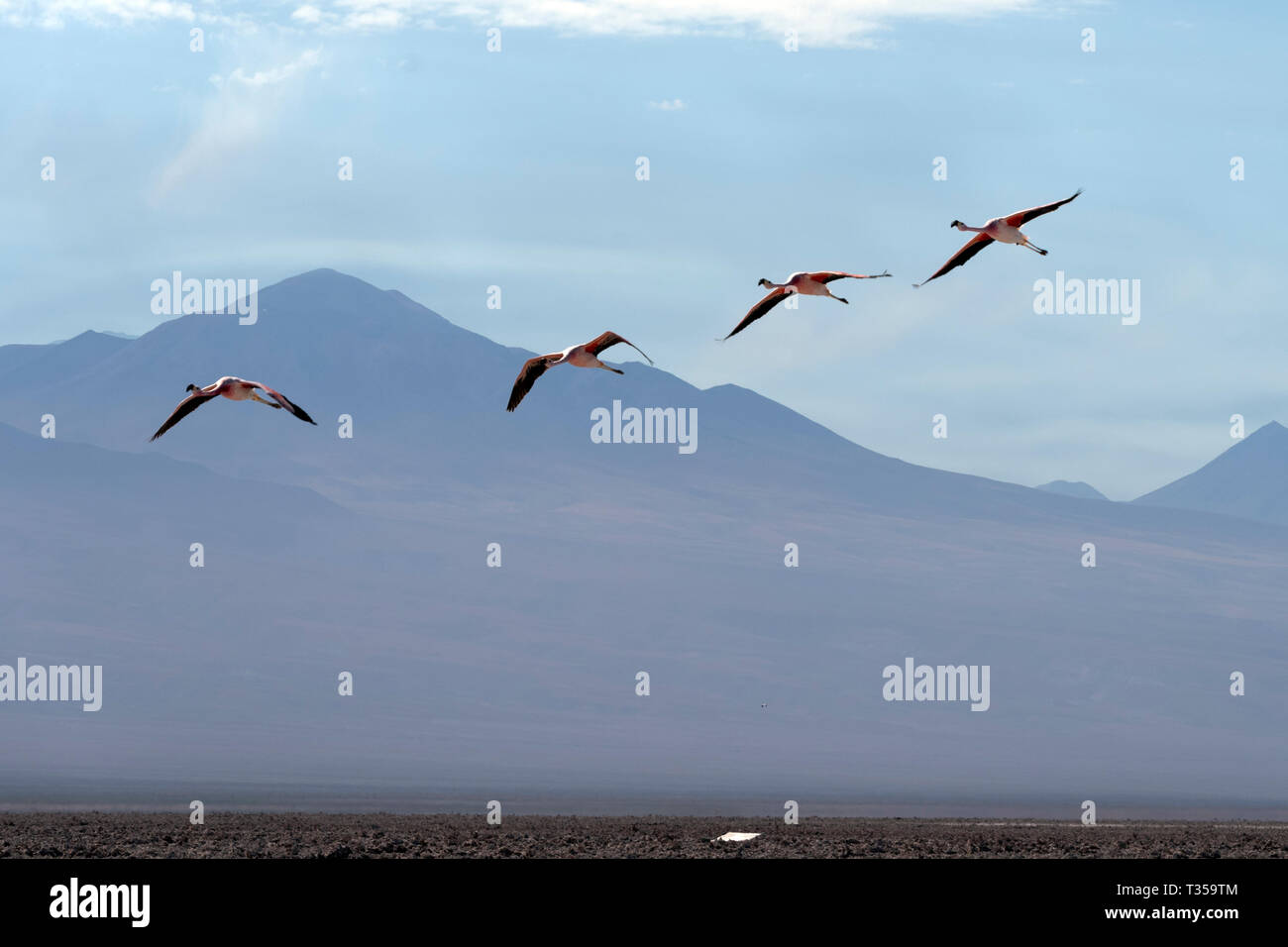 Flamingoes in flight on the Atacama desert Chile Stock Photo - Alamy