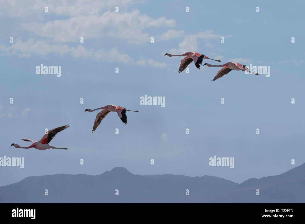 Flamingoes in flight on the Atacama desert Chile Stock Photo - Alamy