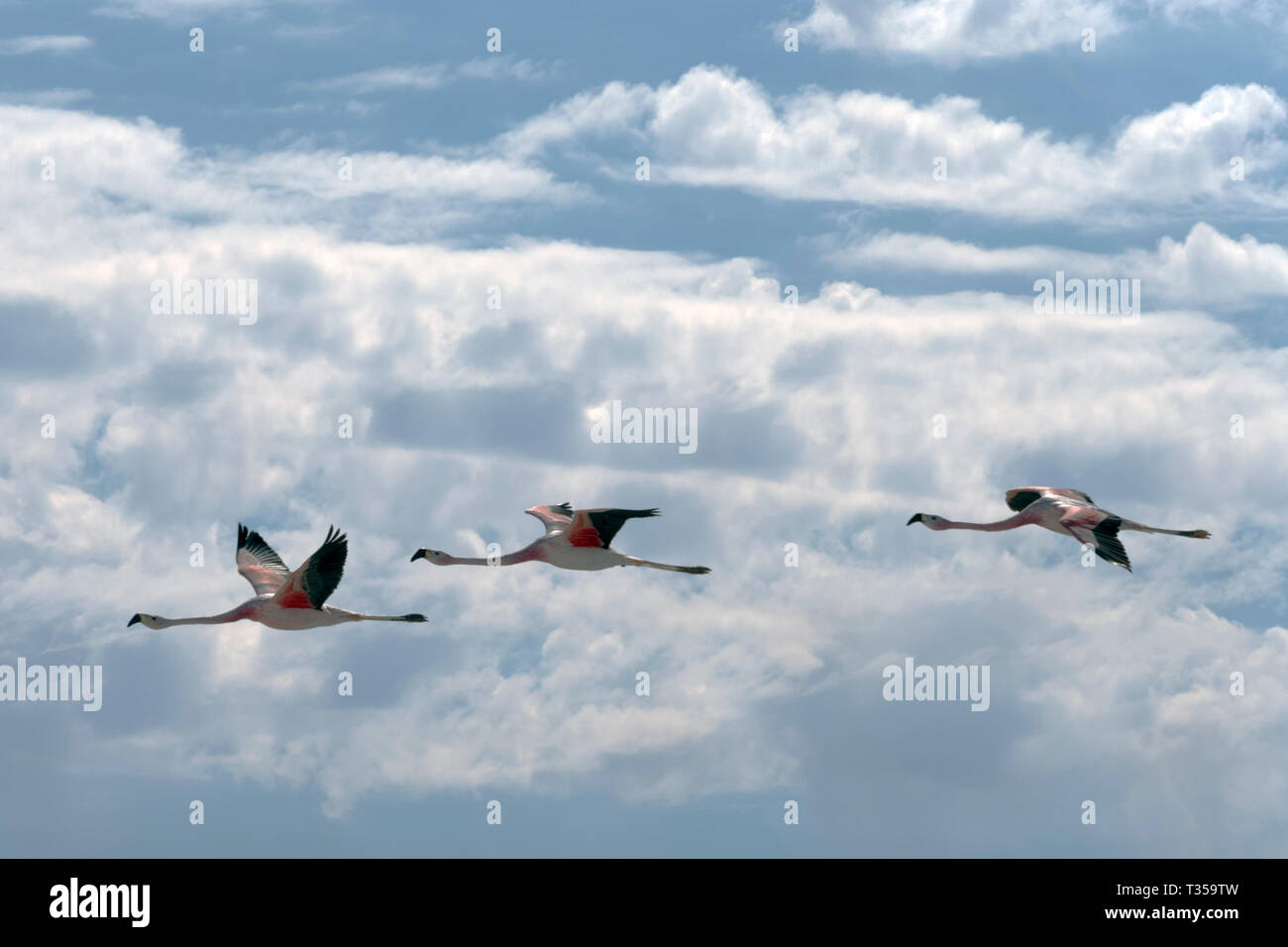 Birds of the atacama desert in chile hi-res stock photography and ...