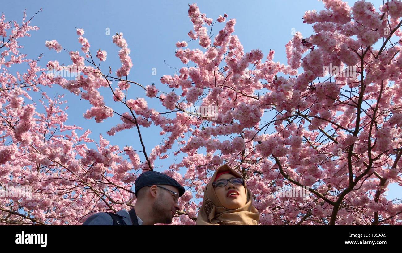 Pink cherry blossom trees with people enjoying the color explosion in a ...
