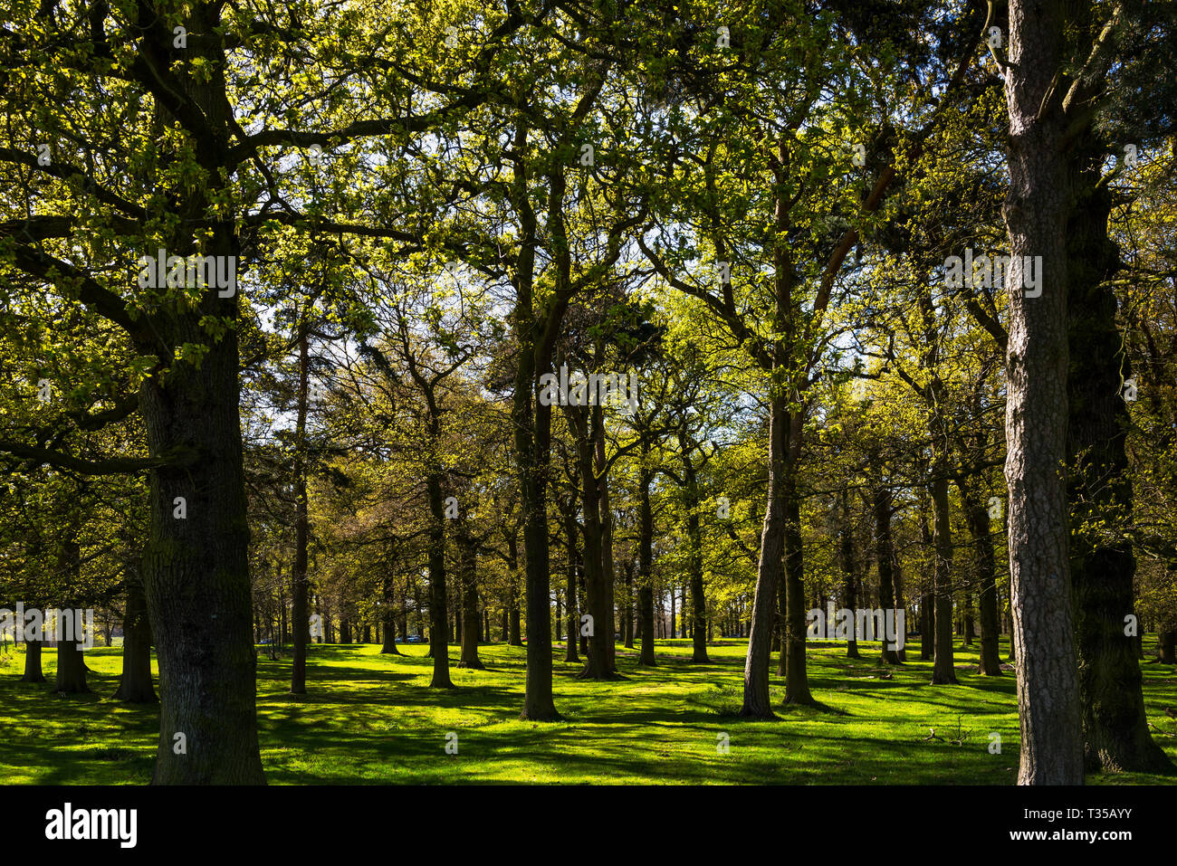 Beautiful Green Forest in Summer Sun, England, UK Stock Photo - Alamy