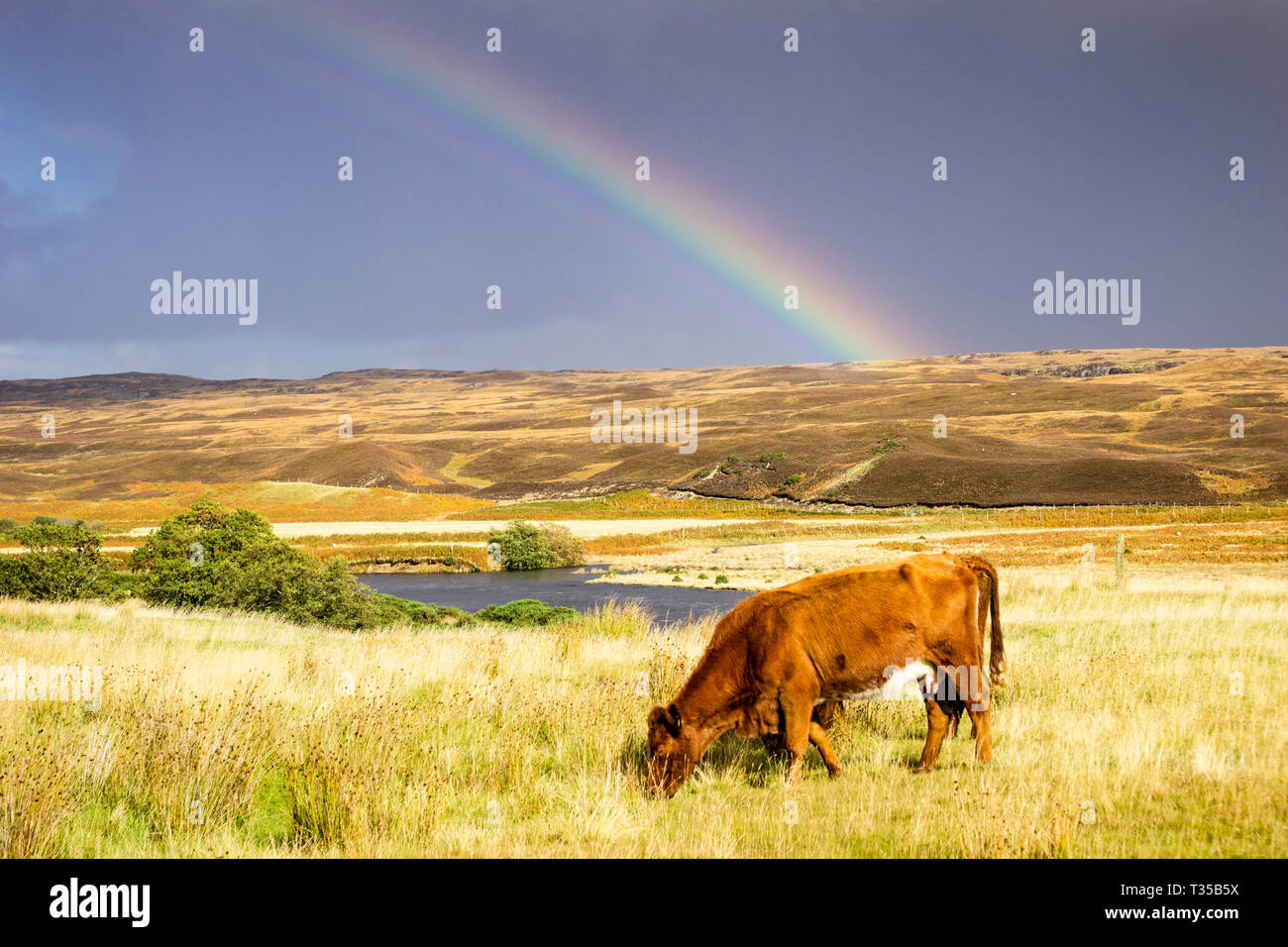 Grazing cows set against a rainbow backdrop in Northern Scotland Stock ...