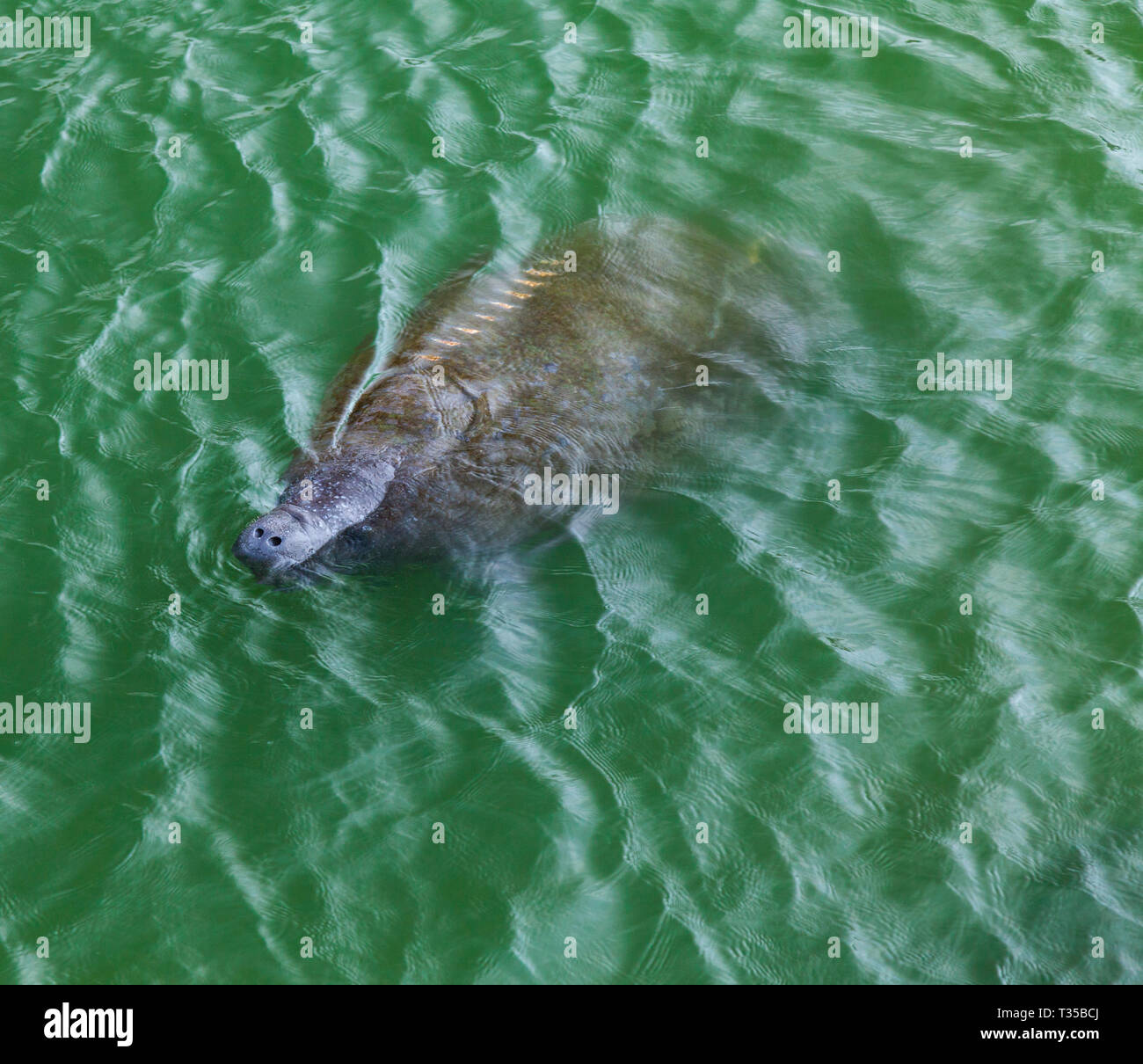 FLORIDA MANATEE ((Trichechus manatus latirostris ), Everglades National ...
