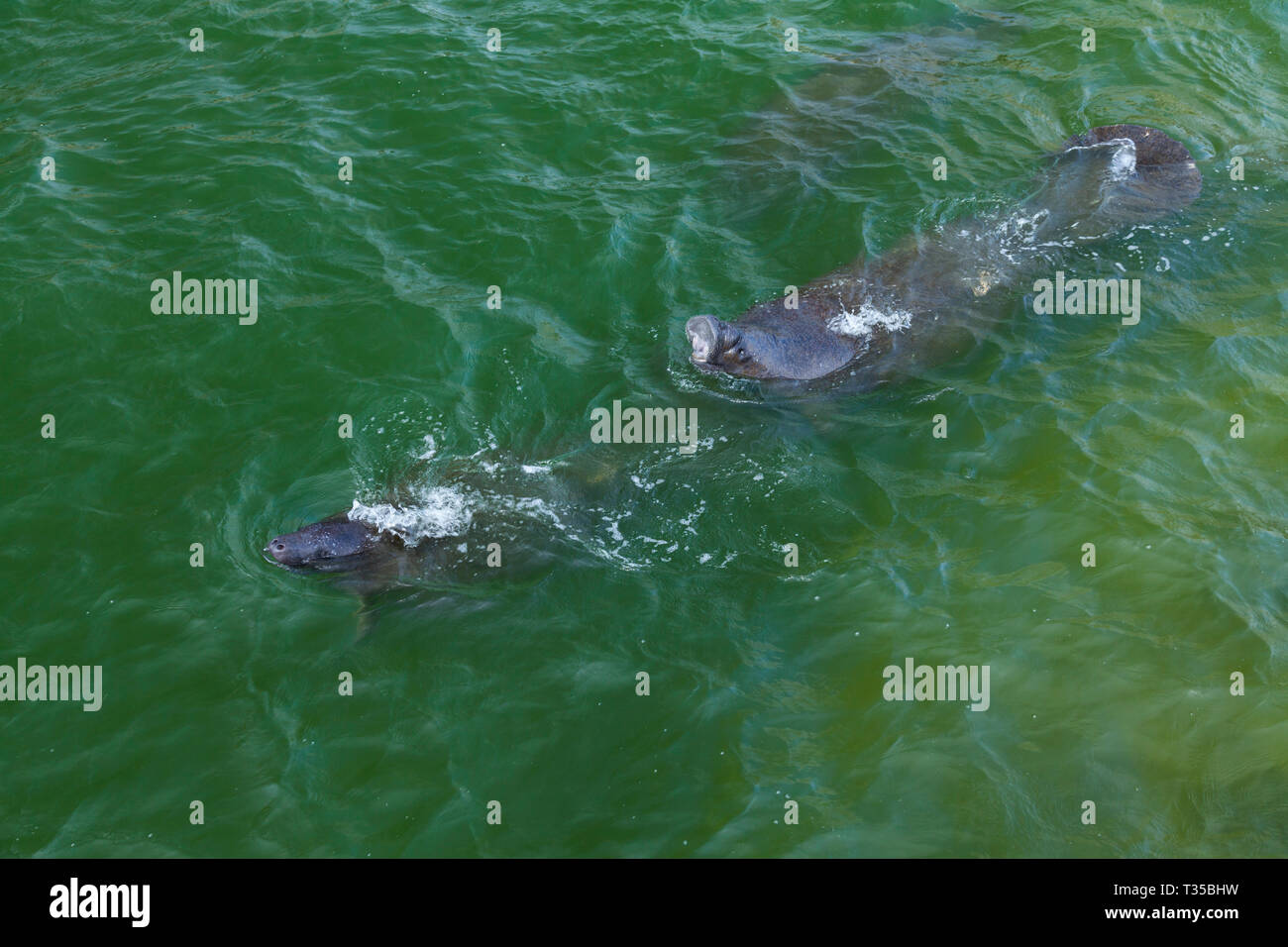 FLORIDA MANATEE ((Trichechus manatus latirostris ), Everglades National ...