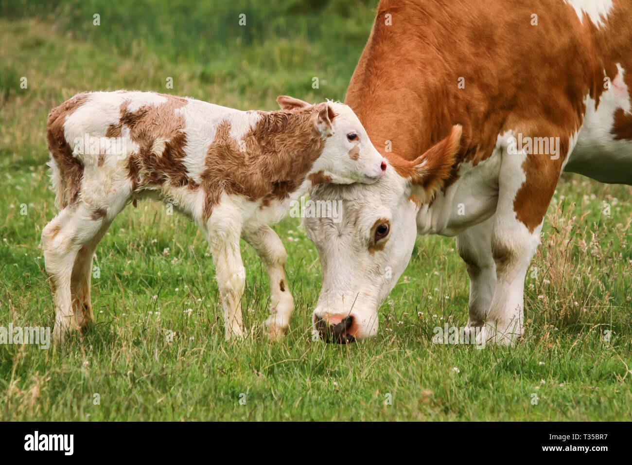 Mother cow hi-res stock photography and images - Alamy