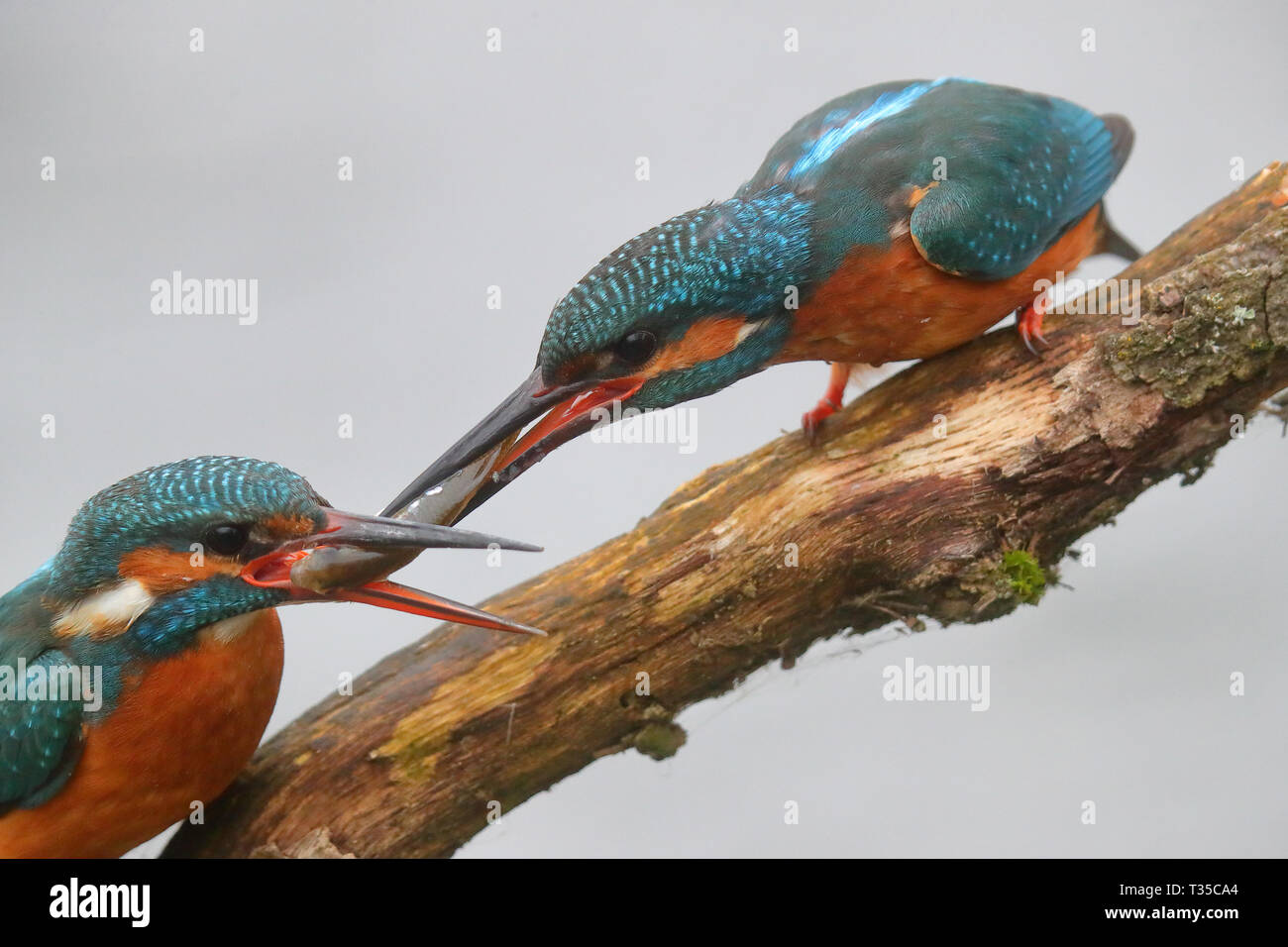 Male and female differences hi-res stock photography and images - Alamy