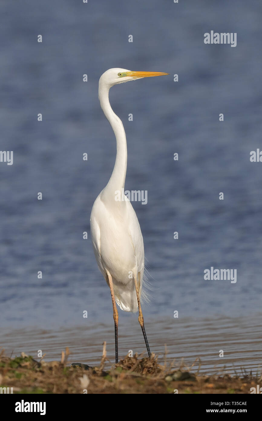 Great White Egret with long neck standing erect on lookout tall ...