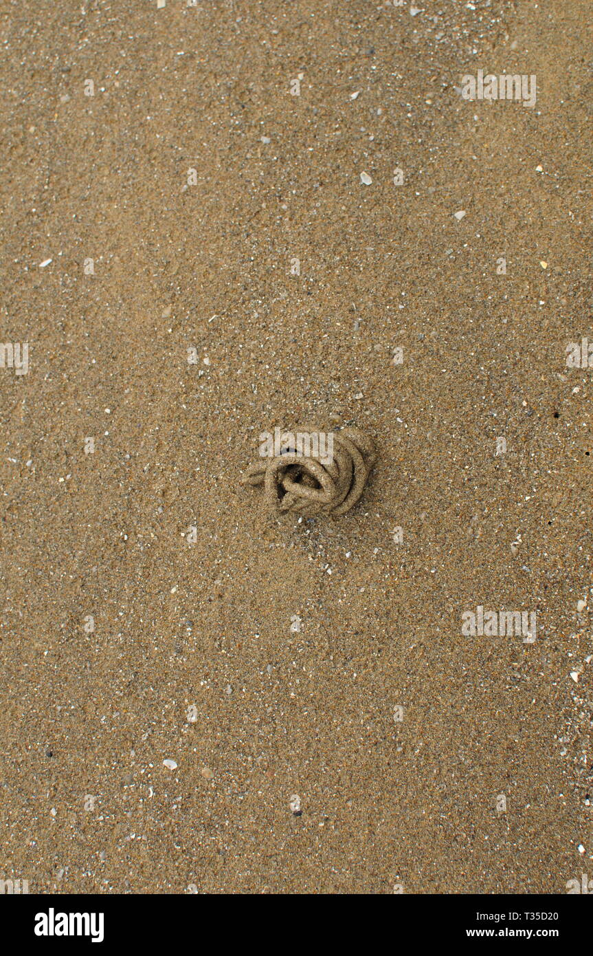 Worm cast on beach hi-res stock photography and images - Alamy