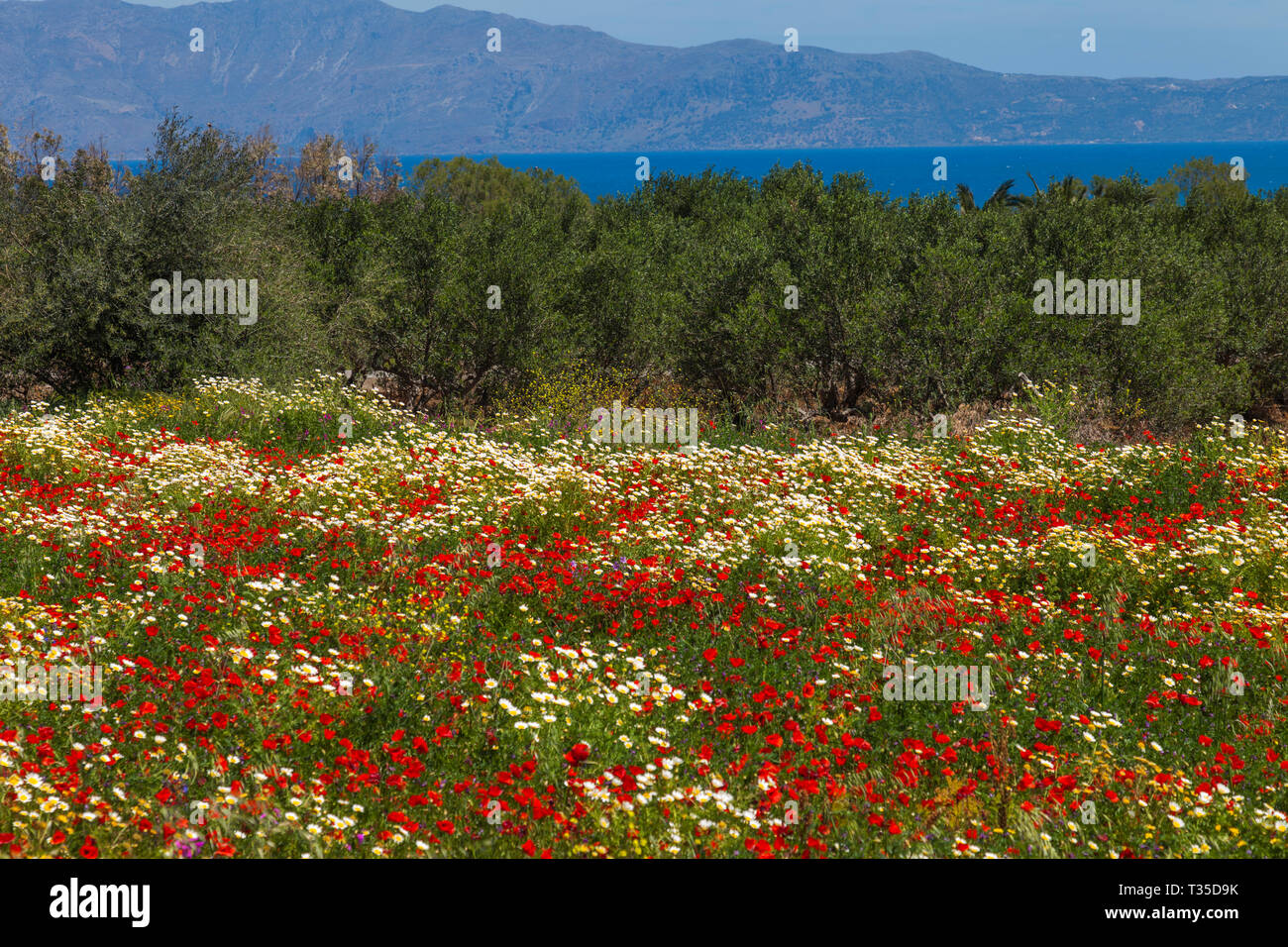Greek wild flowers olive tree hi-res stock photography and images - Alamy