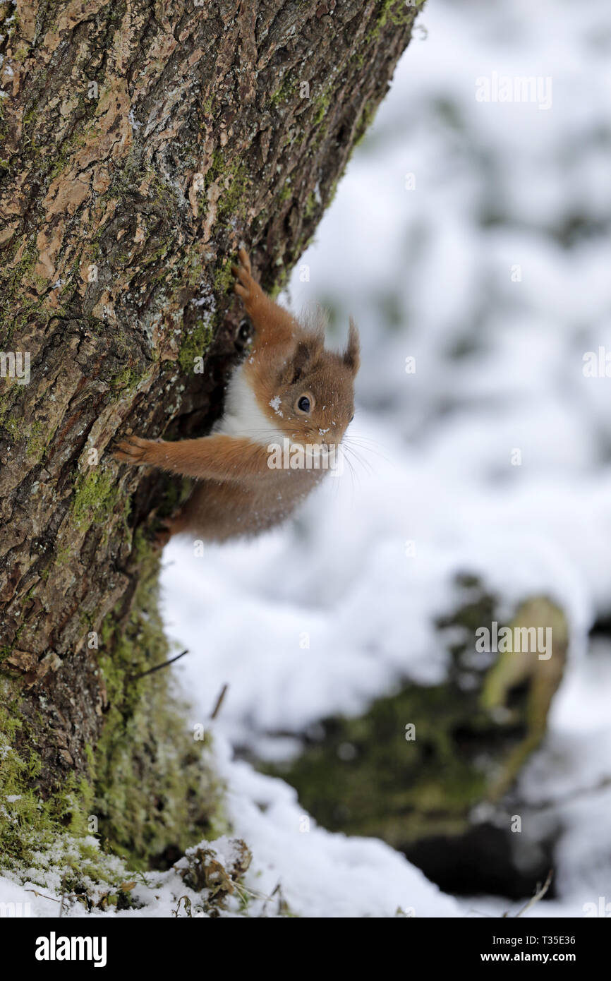 Red squirrel sciurus vulgaris portrait mammal tree hi-res stock ...