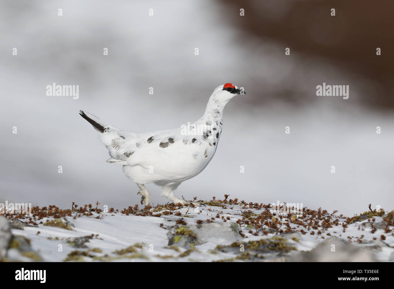 Rock Ptarmigan, Lagopus mutus, male walking across snowy top Stock ...