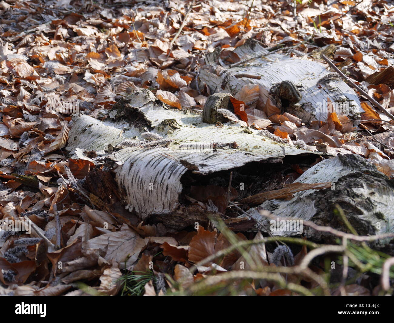 Birch tree bark pieces laying on the grond surrounded by dry leaves ...