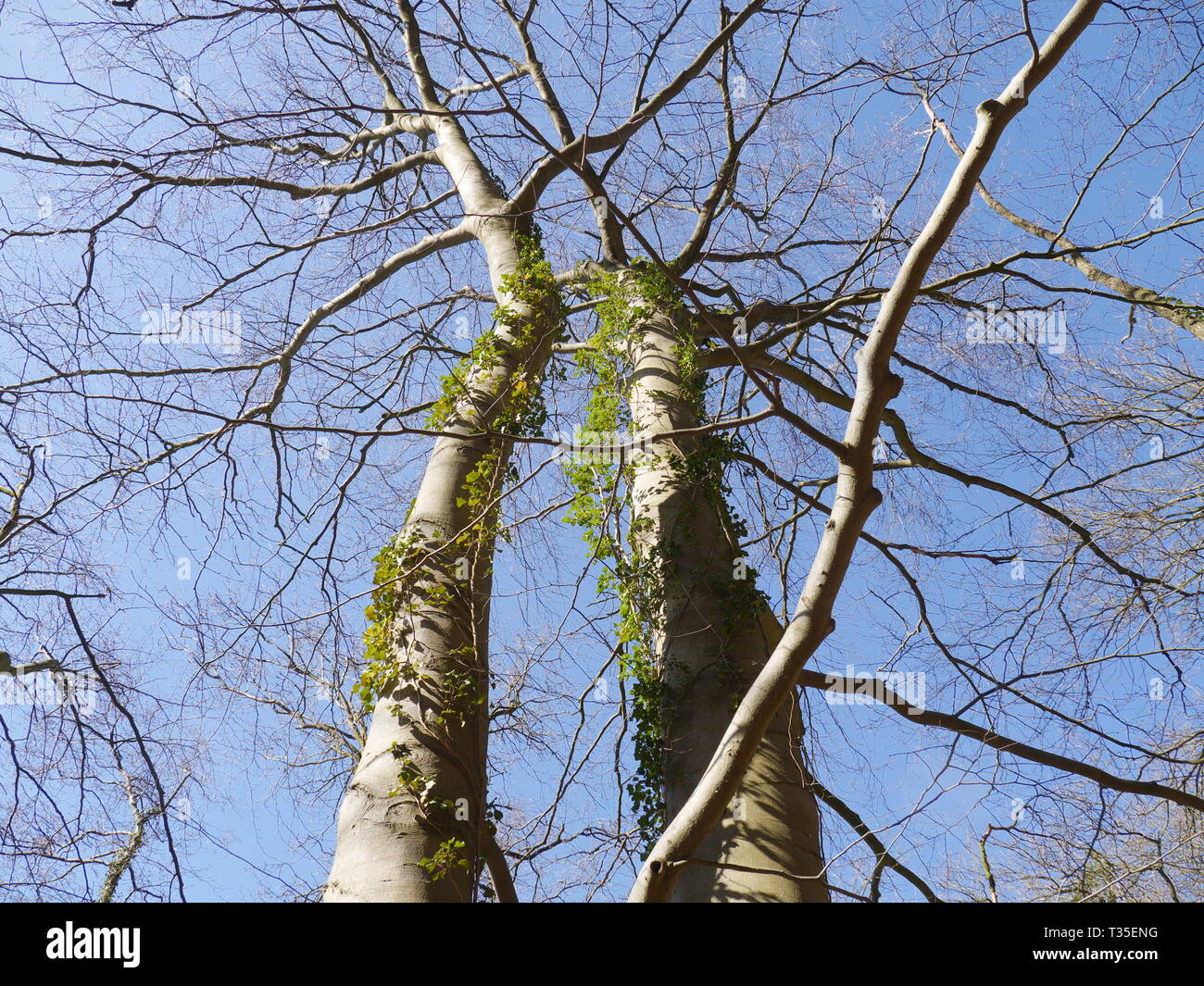 Winter tree without leaves hi-res stock photography and images - Alamy