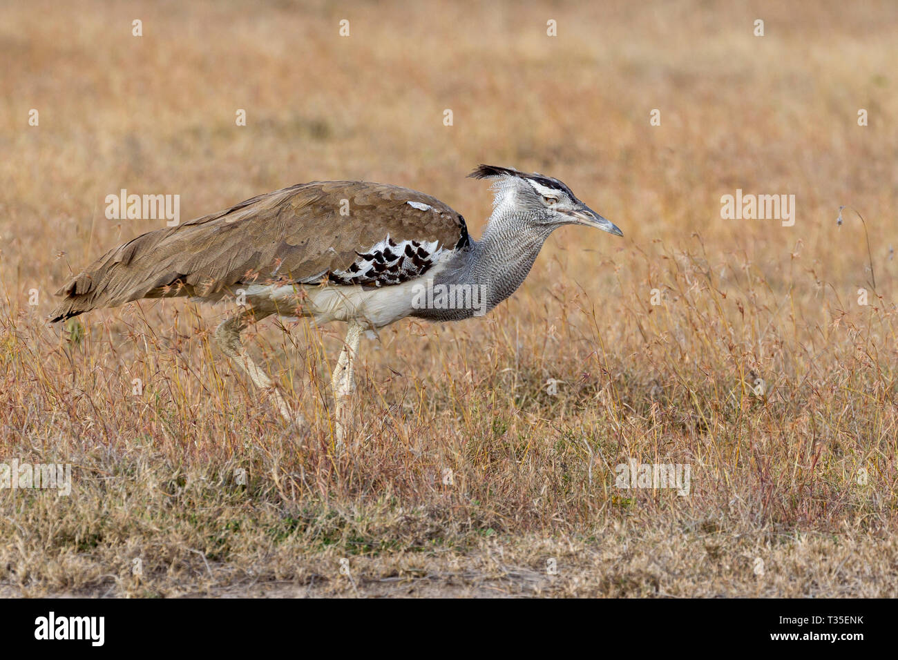 Bustard hunting hi-res stock photography and images - Alamy
