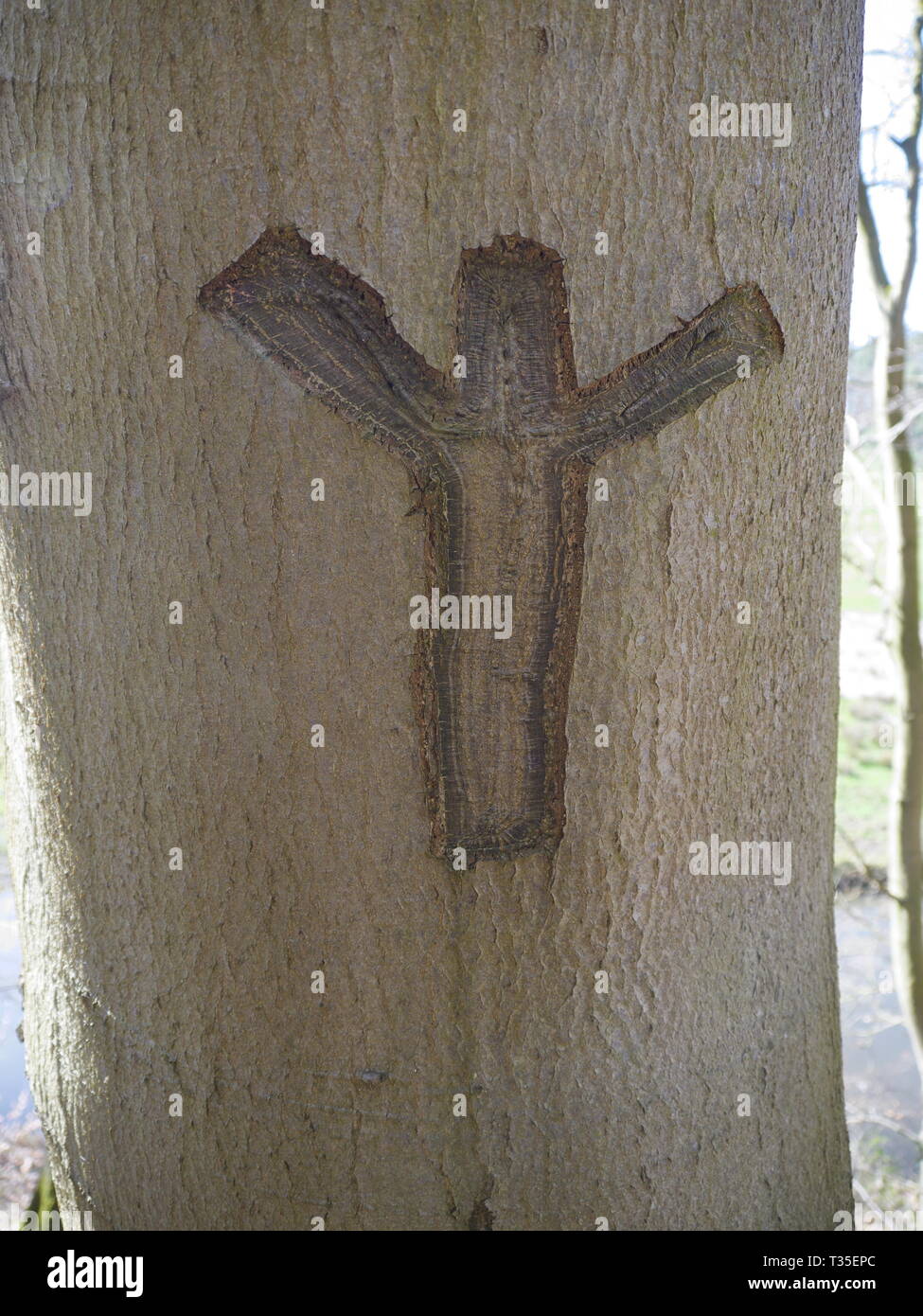 A carved sign in beech tree bark Stock Photo - Alamy