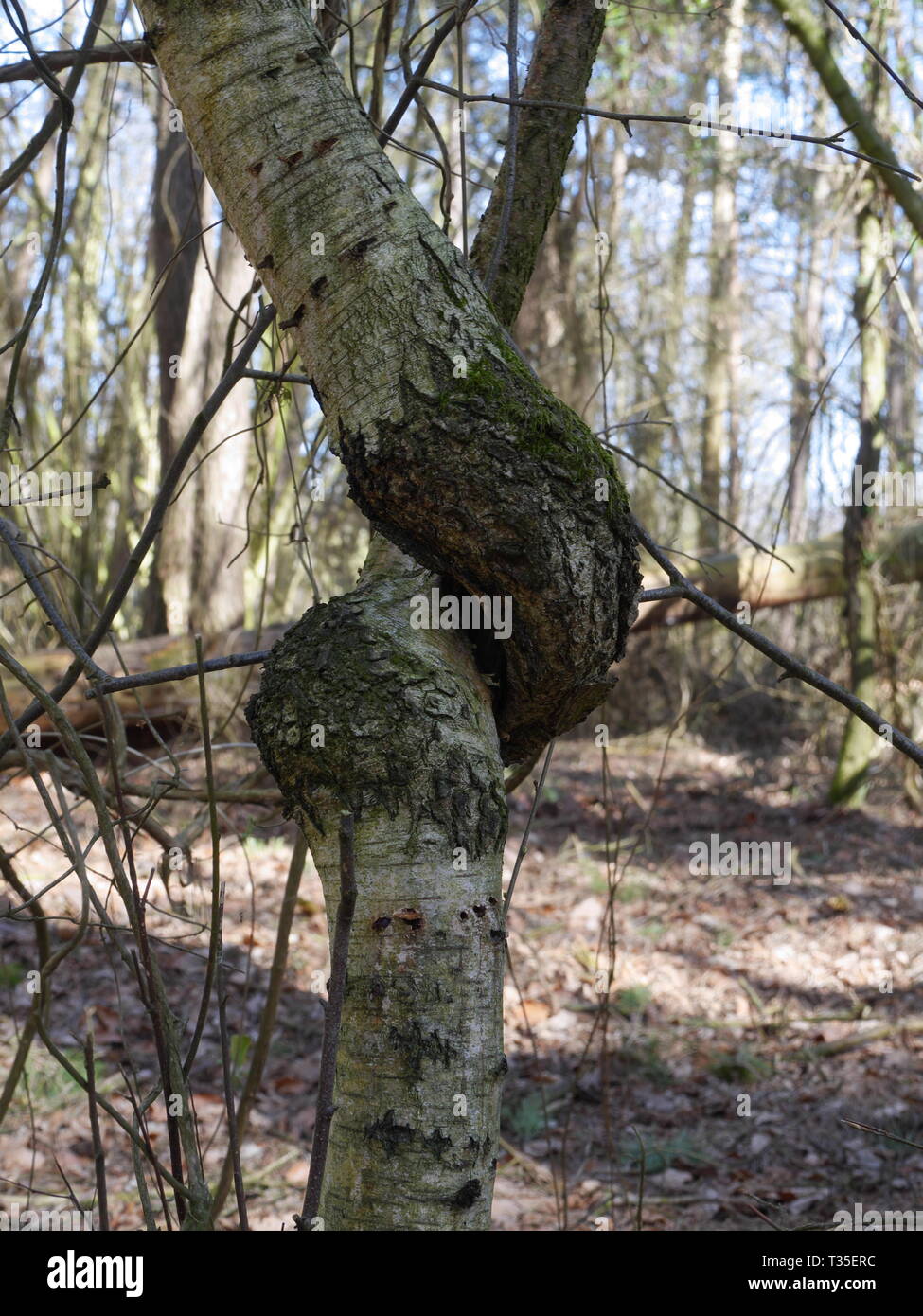 Tree bark knot hi-res stock photography and images - Alamy