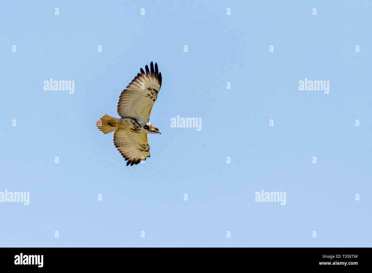 An immature Augur buzzard seen from below soaring against the sky, Ol ...