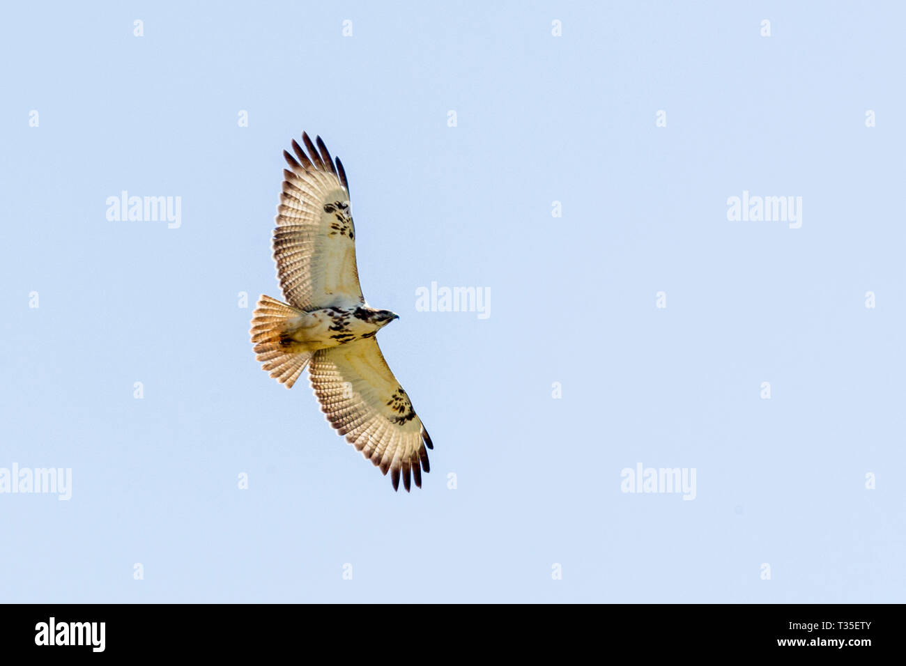 An immature Augur buzzard seen from below soaring against the sky, Ol ...