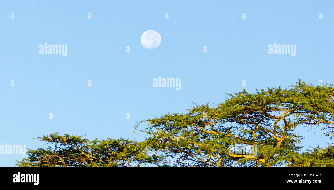 Full moon seen in a clear sky above the tree canopy, early morning ...