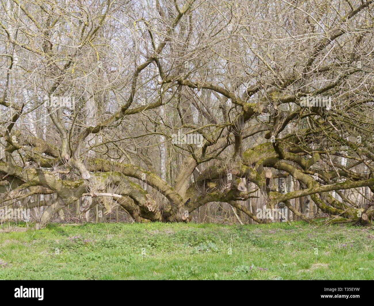 A broad and densely branched tree at the end of a lawn Stock Photo - Alamy