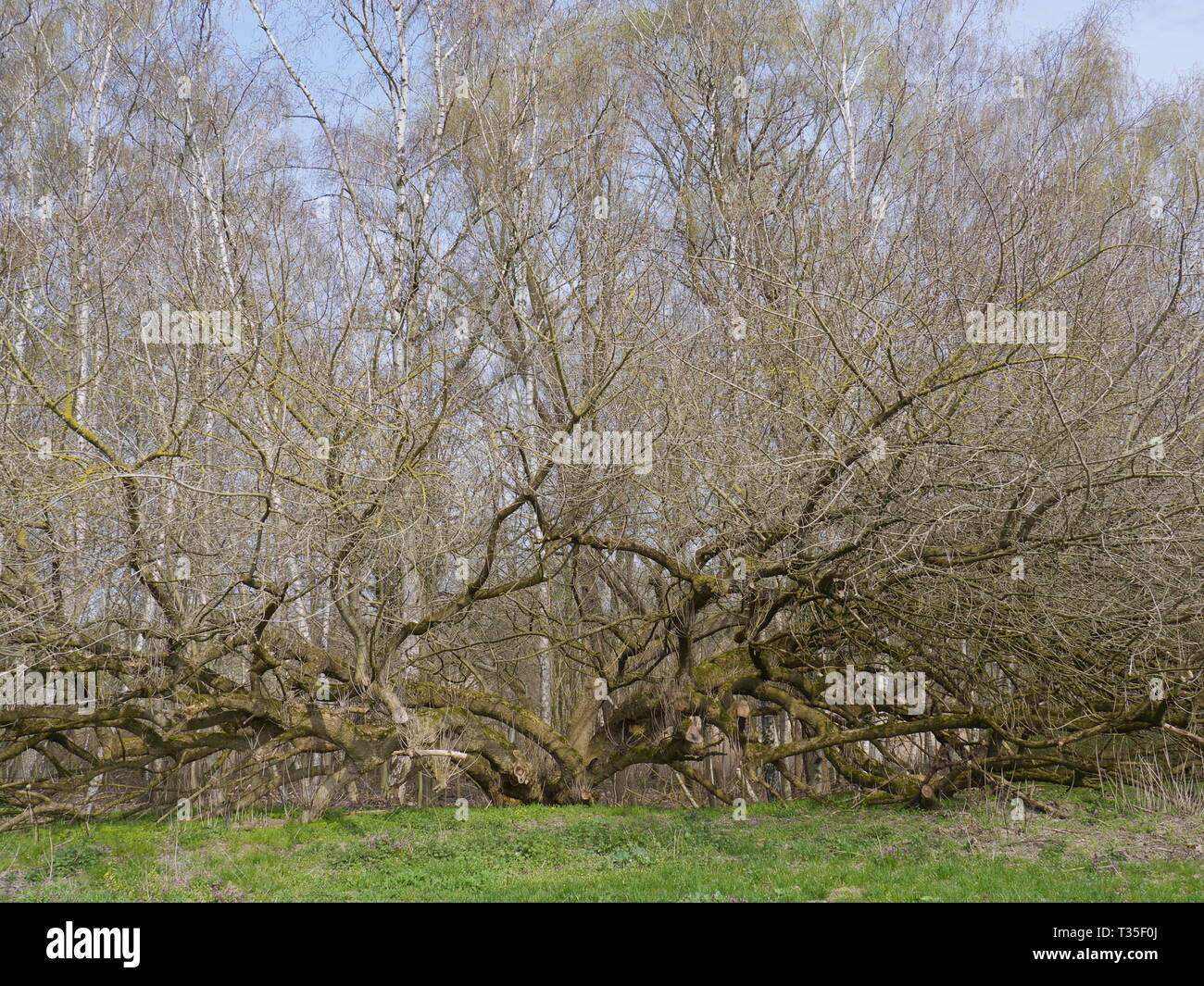 A broad and densely branched tree at the end of a lawn Stock Photo - Alamy