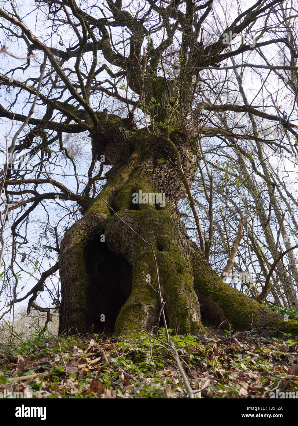Low angle shot of old magic tree (willow tree, Salix, Salicaceae) with ...