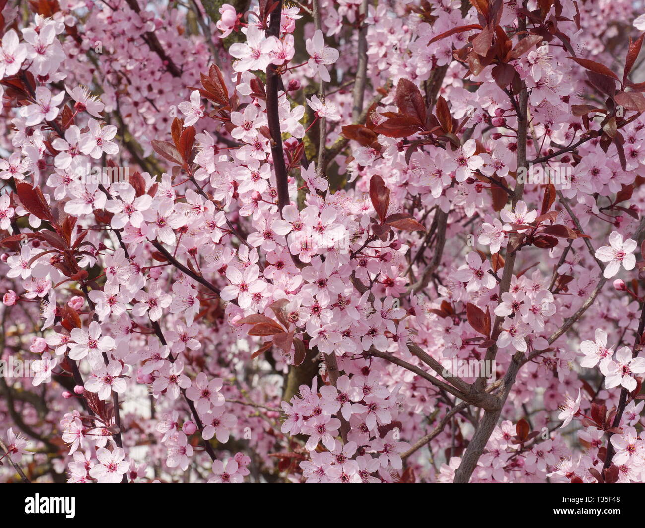 The flowers of a plum tree in the spring hi-res stock photography and ...