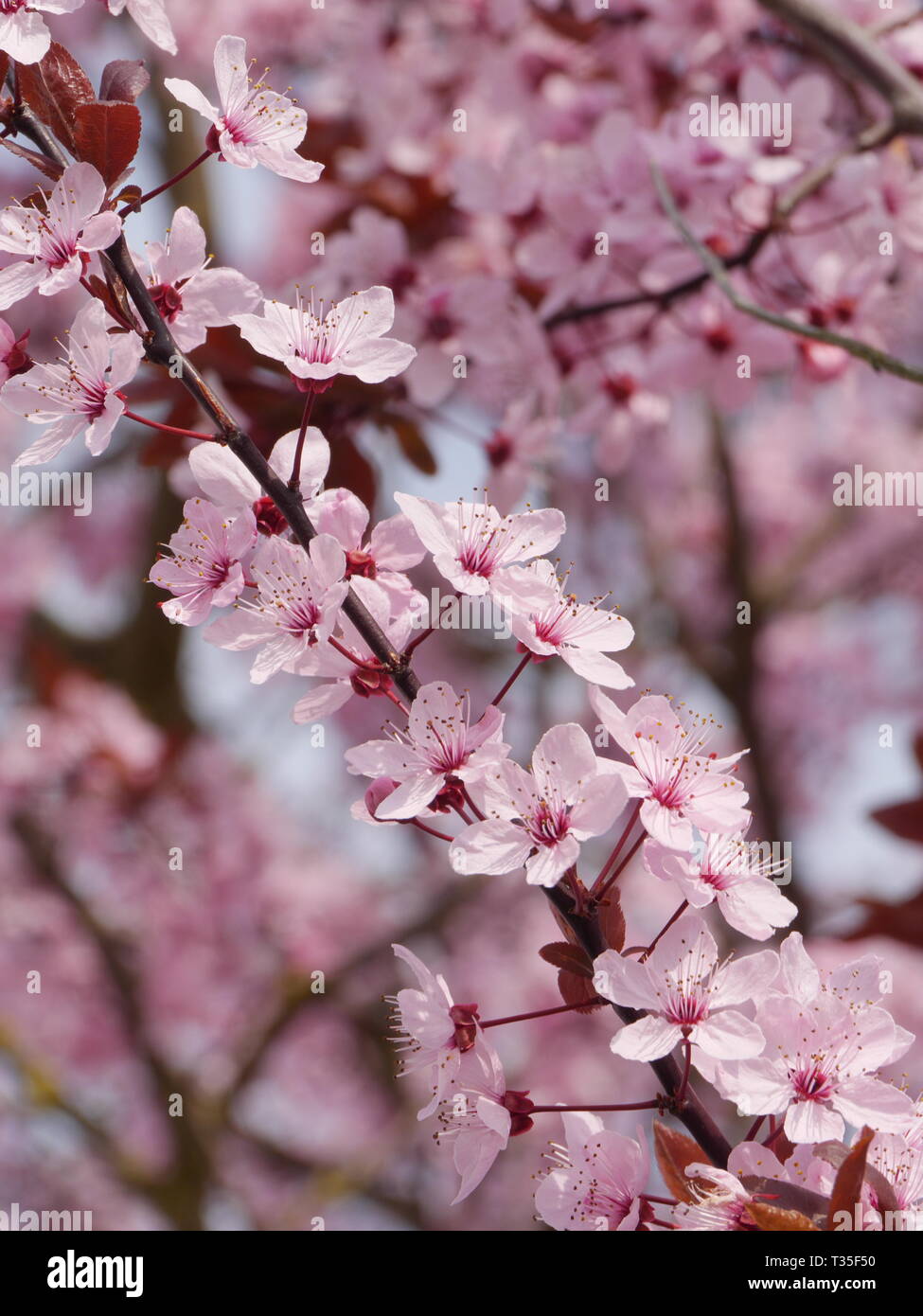 Plum tree blossoms hi-res stock photography and images - Alamy
