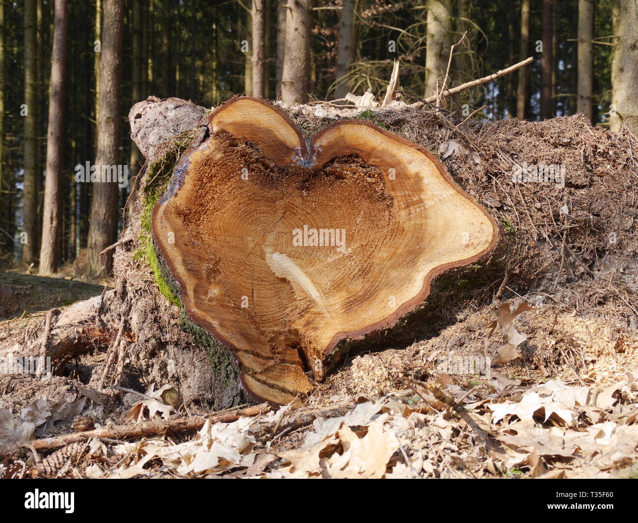 Cross section through a tree log Stock Photo - Alamy