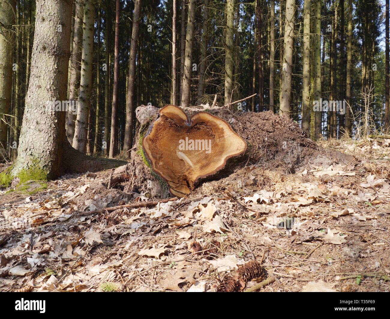 Cross section through a tree log Stock Photo - Alamy