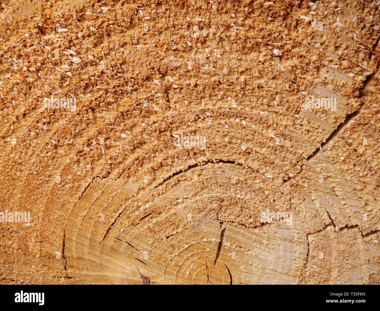 Cross section through a tree log Stock Photo - Alamy