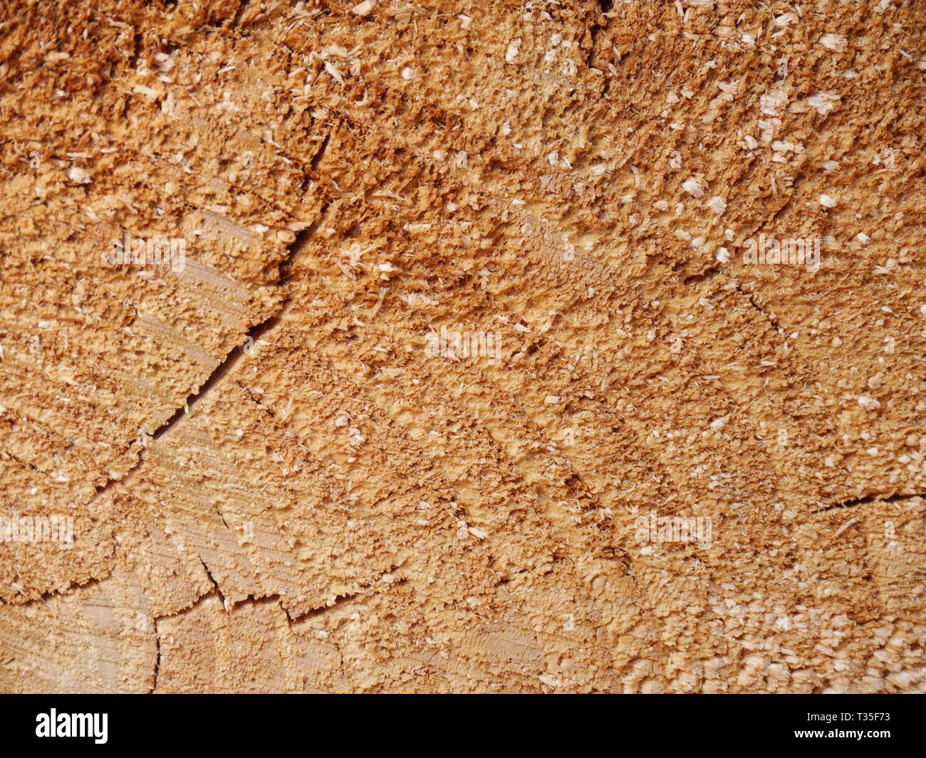 Cross section of douglas fir hi-res stock photography and images - Alamy