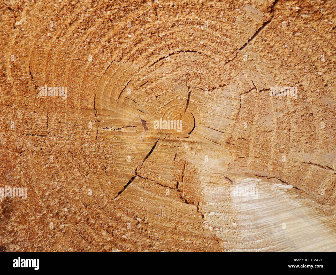 Cross section of douglas fir hi-res stock photography and images - Alamy