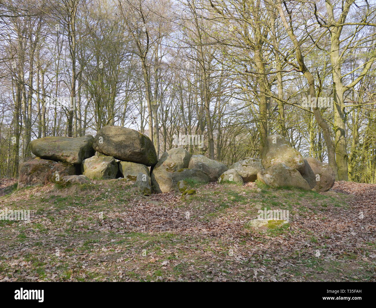 Side view megalithic tomb in forest of Mecklenburg-Western Pommerania ...