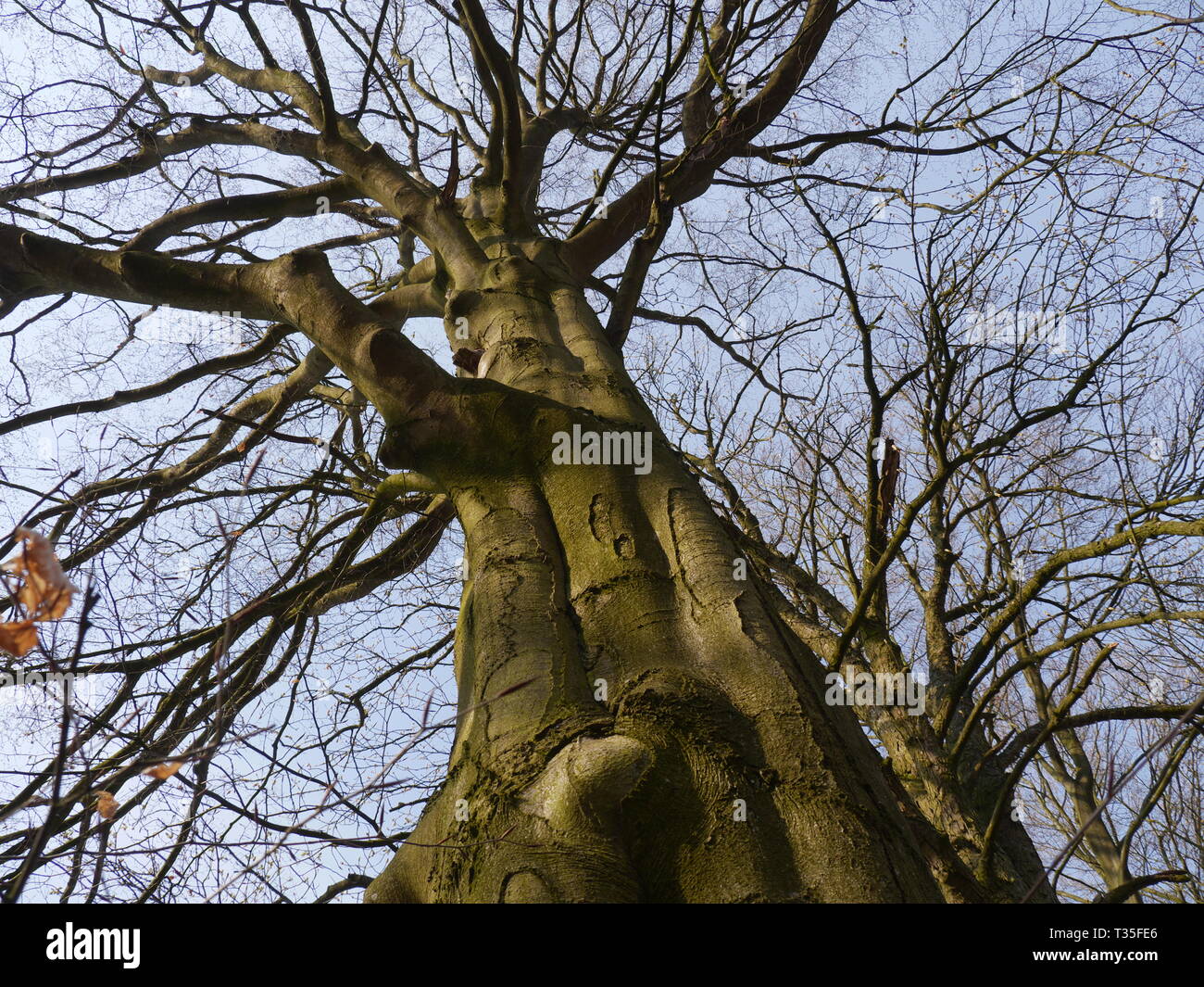 Low angle view of tree top of old horse chestnut tree [Aesculus ...
