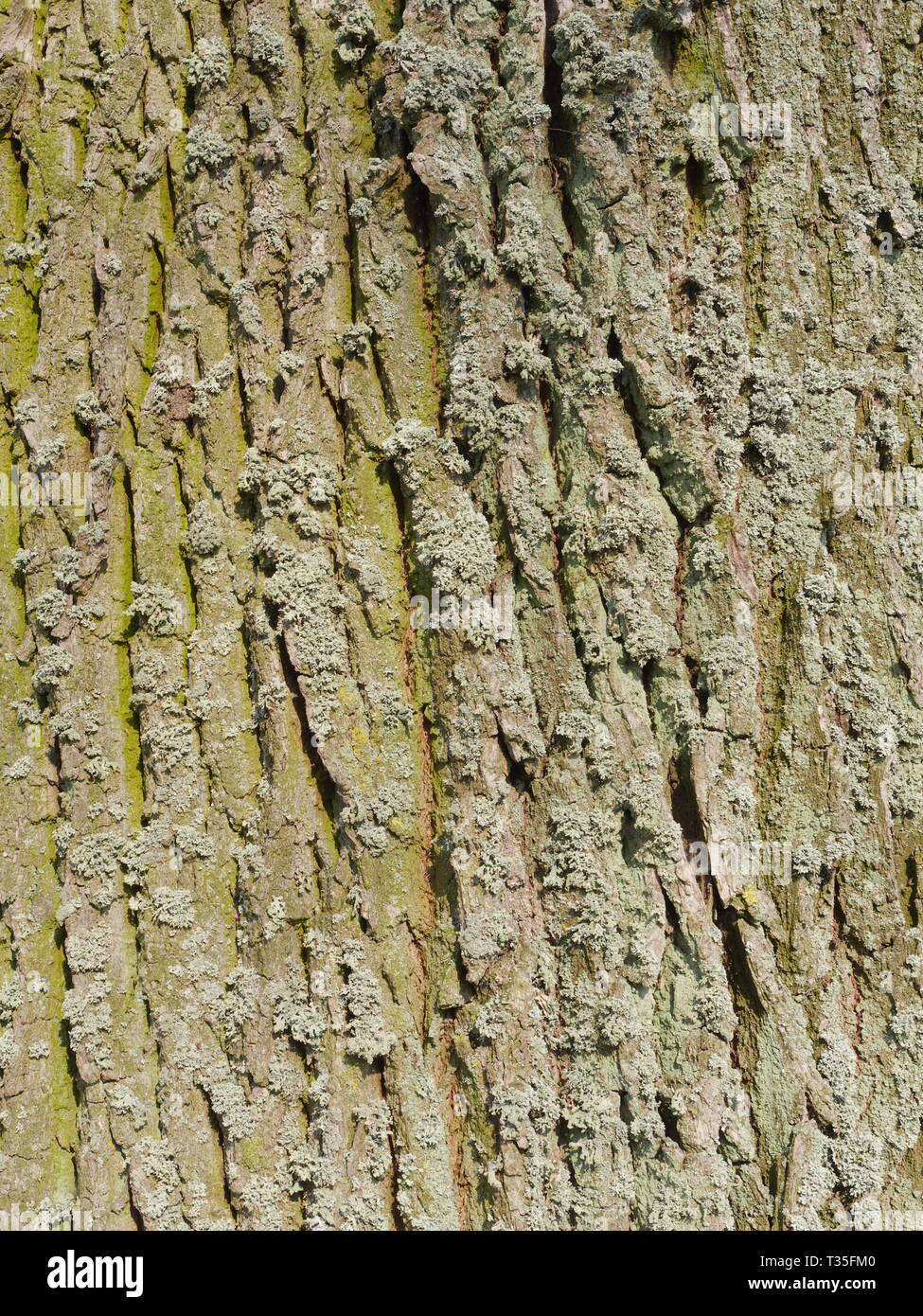 Closeup of tree bark of horse chestnut tree, Aesculus hippocastanum ...