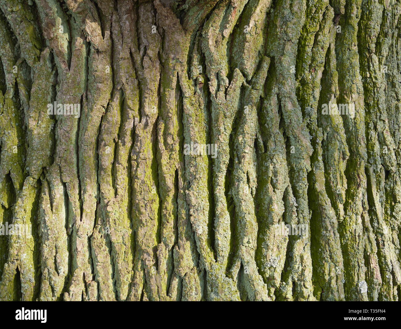 Closeup of greyish greenish old wrinkled tree bark of pedunculate oak Quercus robur in the sun ...
