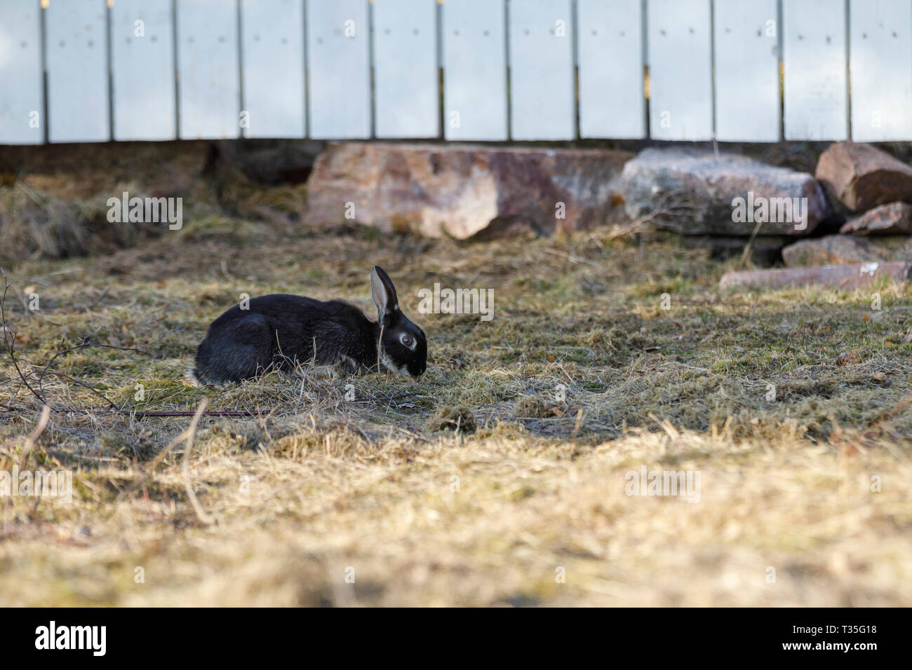 Small black rabbit on a field eating grass in front of a white fence ...