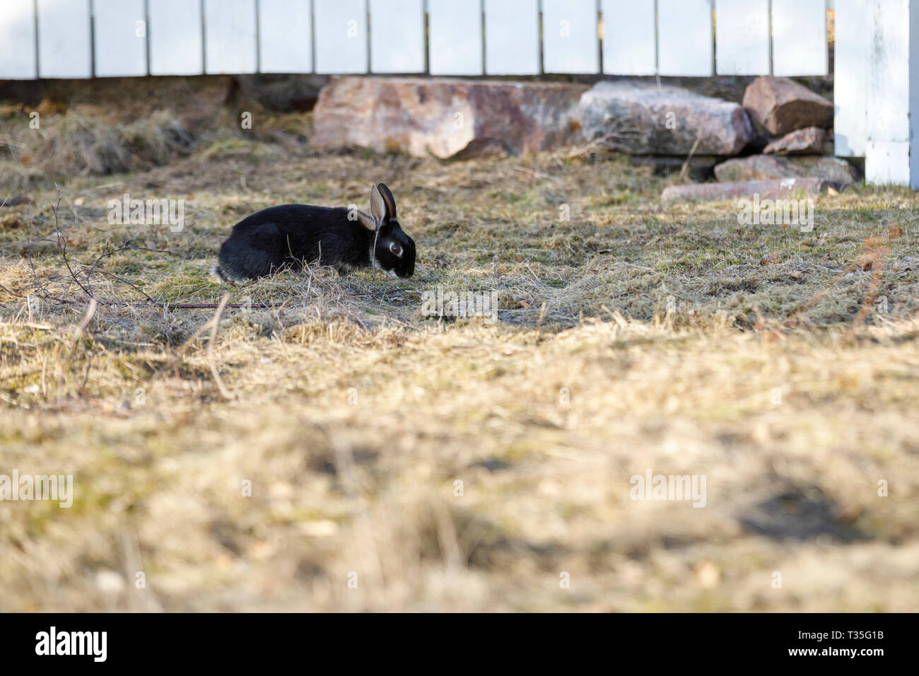 Small black rabbit on a field eating grass in front of a white fence ...