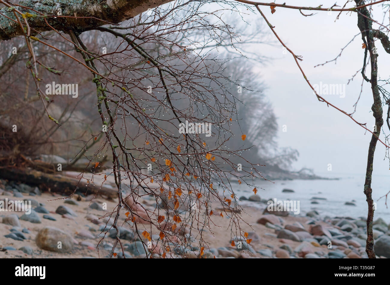 Raindrops on tree branches hi-res stock photography and images - Alamy